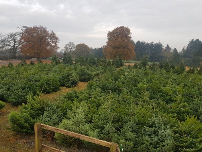 Retail Trees – DD Forestry